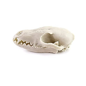QWORK Fox Skull, Realistic Animal Skull Bones Fox Head Skeleton Natural Teeth Bone Specimen Model for Home Collectible Decoration Halloween Party