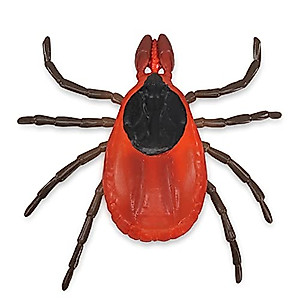 GPI Anatomicals - Canine Skin Parasites Model, Skin Model with Mite, Flea, and Tick for Canine Anatomy and Physiology Education, Anatomy Model for Veterinarian’s Office, Medical Study Supplies