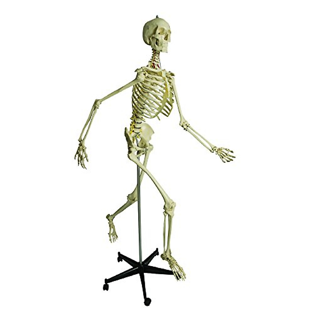 Rudiger Anatomie Physiological Skeleton with Flexible Spine, Spinal Cord, Vertebral Arteries, Mounted Herniated Disc and Sectioned Sacrum, Includes Display Stand with Casters, Dust Cover, and Warranty