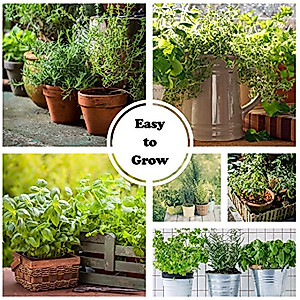 Culinary Herb Seeds Outdoor & Indoor Herb Garden Kit - 10 Herb Garden Seeds for Planting & 8 Instant Soil Pucks - Basil Seeds, Cilantro Seeds, Lavender Seeds, Rosemary Seeds, Thyme Seeds, & More