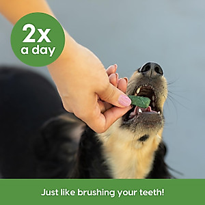 ARK NATURALS Brushless Toothpaste for Sensitive Gums, Dog Dental Chews for Small Breeds, Vet Recommended for Plaque, Bacteria & Tartar Control, Green, Mint, 4 Oz