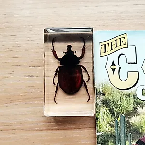 Real Japanese Rhinoceros Beetle Insect Specimens in Resin Paperweight Crafts, Animal Taxidermy Collection for Science Education & Desk Ornament (Japanese Rhinoceros Beetle)