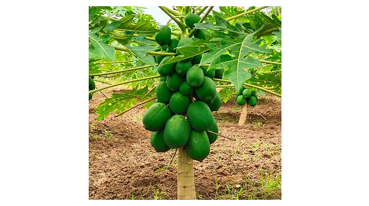 10 Dwarf Papaya Tree Seeds Sweet and Tasty and Juicy Easy to Grow Non ...