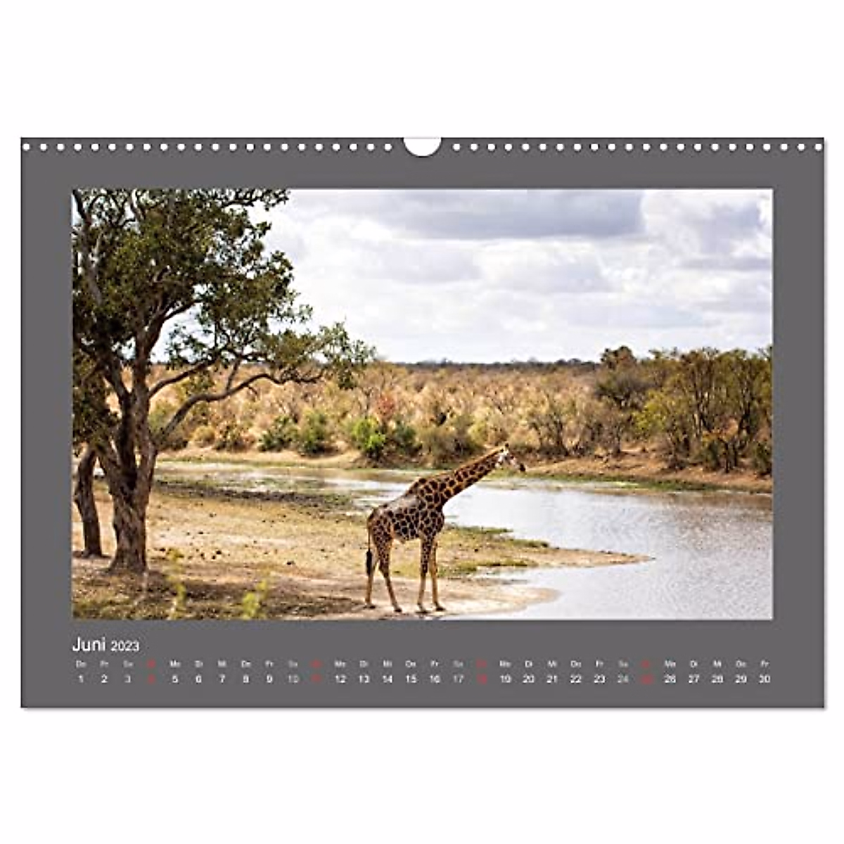 Twigas - Giraffen (Wandkalender 2023 DIN A3 quer), Calvendo 2023 monthly calendar