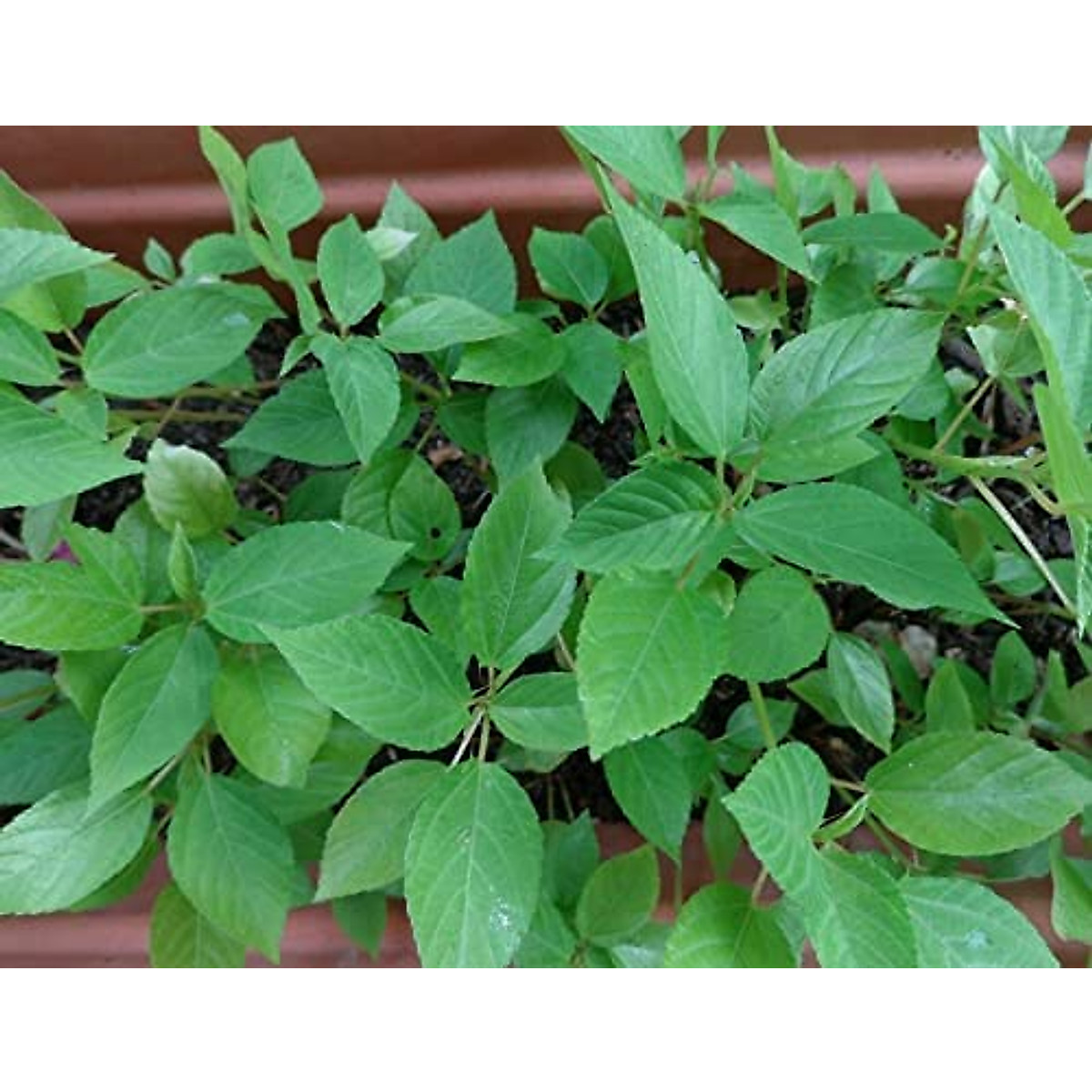 2000+ Seeds Egyptian Spinach, Jute Plant, Corchorus Olitorius Molokhia, Ewedu, Jute, Saluyot Seeds, Rau Đay Xanh, green
