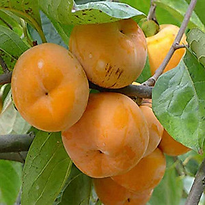 10+ Persimmon Tree Diospyros Hachiya Fruit Seeds Tall Potted Plant Great Tasting Fruit