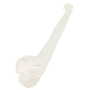 Axis Scientific Ulna Bone Model | Right | Cast from a Real Human Ulna Bone l Forearm Bone Model Has Realistic Texture and Important Bony Landmarks | Includes Product Manual