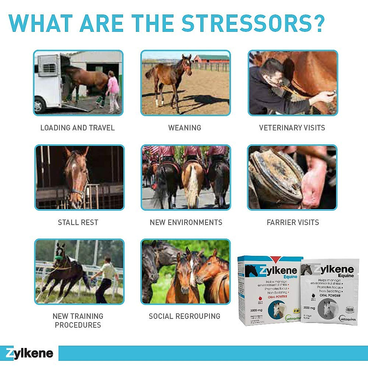 Vetoquinol Zylkene Equine Behavior Support Horse Supplement Powder 2000mg, 20ct