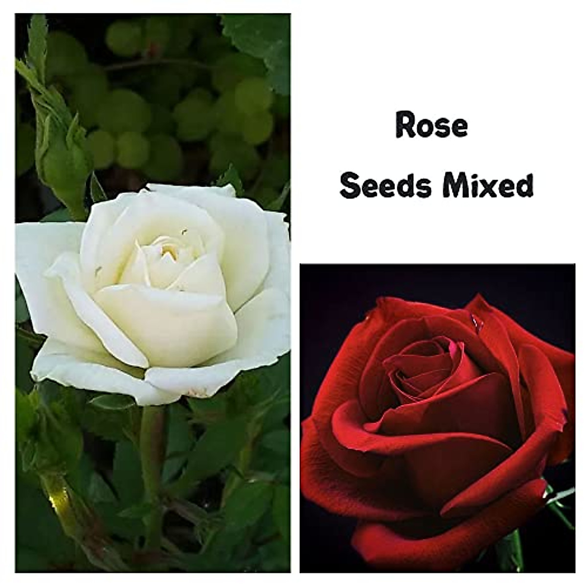 500+ Mixed Rare Rose Seeds Multicolored Flower Non-GMO Heirloom Garden Home for Planting to Grow
