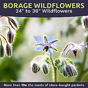 Sweet Yards Seed Co. Borage Seeds – Extra Large Packet – Over 1,200 Open Pollinated Non-GMO Wildflower Seeds – Borago officianalis