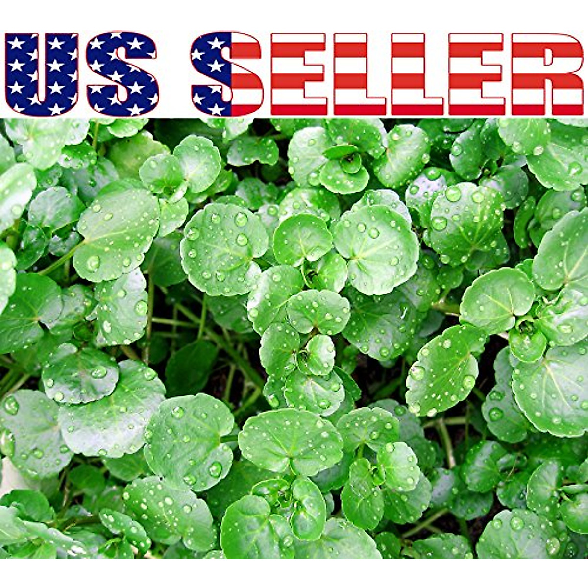 200+ Watercress Seeds Heirloom Non-GMO Delicious Superfood! Easy to Grow! from USA