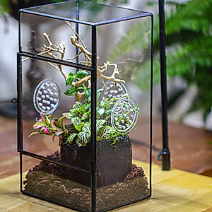 NCYP Small Glass Terrarium with 3 Vent Holes for Large Jumping Spider - 5.1" x 3.9" x 9" - Front Opening Door Insects Enclosure Habitat, Rectangle Black - Holes Diameter 0.12" (Terrarium Only)