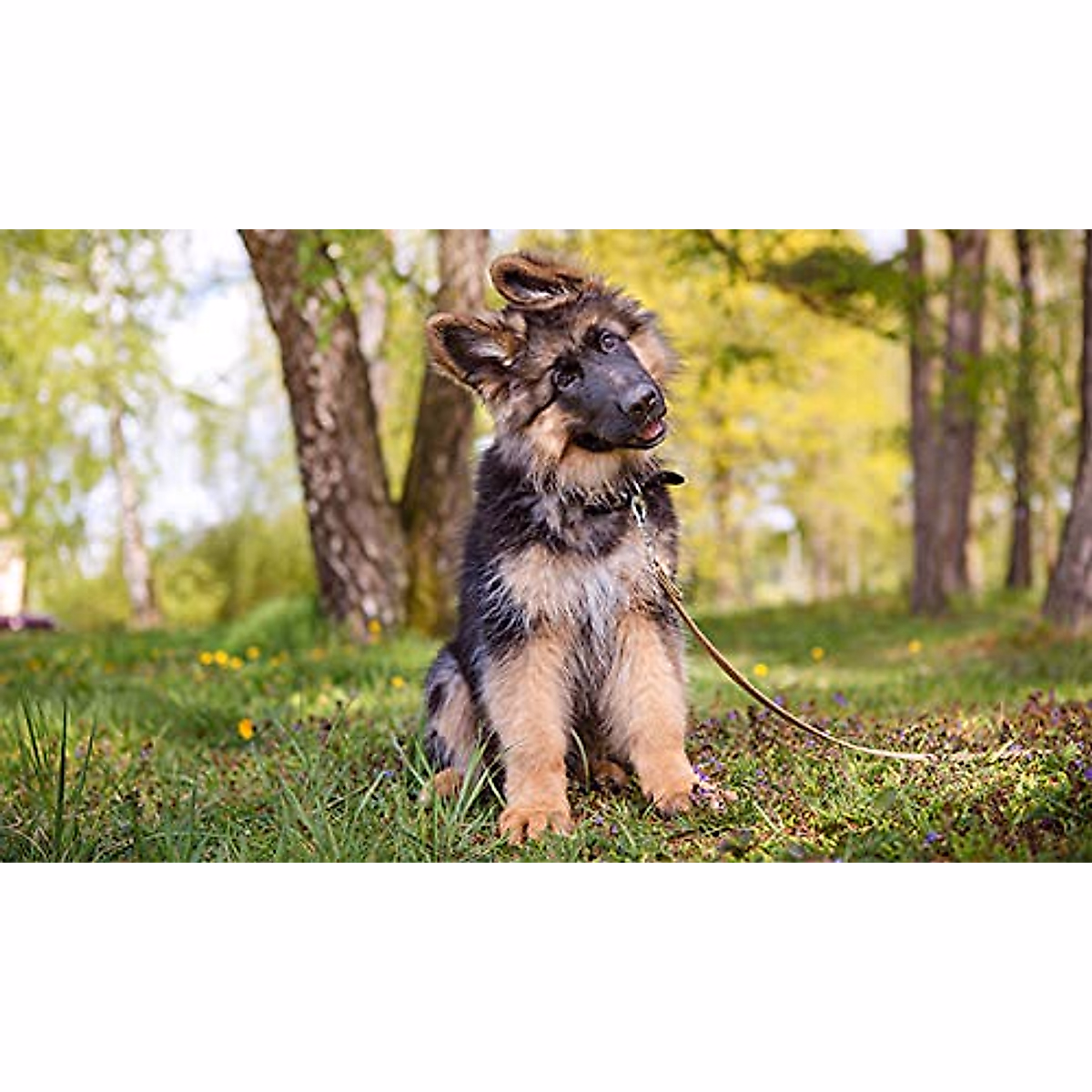 PET SUPPLEMENTS & NUTRITION LLC Dog Gas Treats - Dog Digestive AID PROBIOTICS - Natural Approach - Solution to Bad Breath and Gas - Counter Diarrhea - acidophilus for Dogs - 2 Bottles (120 Treats)