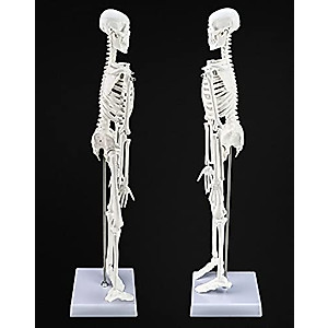 QWORK Human Skeleton Anatomical Model, Scientific Model, Miniature Skeleton Model with Movable Arms and Legs, for Medical Training & Classroom Education