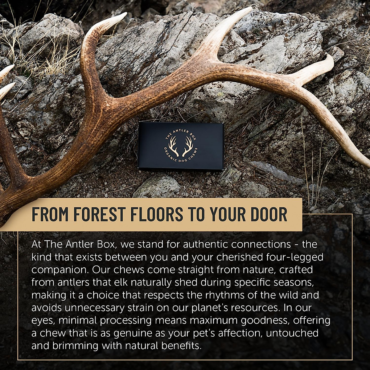 The Antler Box Premium Elk Antler Dog Chews (1 Piece Box) (Split, X-Large (6-8Oz)