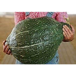 True Green Improved Hubbard Squash Seeds for Planting, 25 Heirloom Seeds Per Packet, (Isla's Garden Seeds), Non GMO Seeds, Scientific Name: Cucurbita Maxima, Great Home Garden Gift
