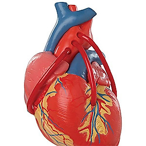 3B Scientific G05 Classic Heart w/ Bypass 2-part - 3B Smart Anatomy