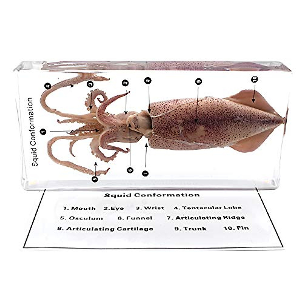 Squid Cuttlefish Conformation Specimen Paperweights Science Classroom Acrylic Block Specimens Sea Life Specimen for Science Education