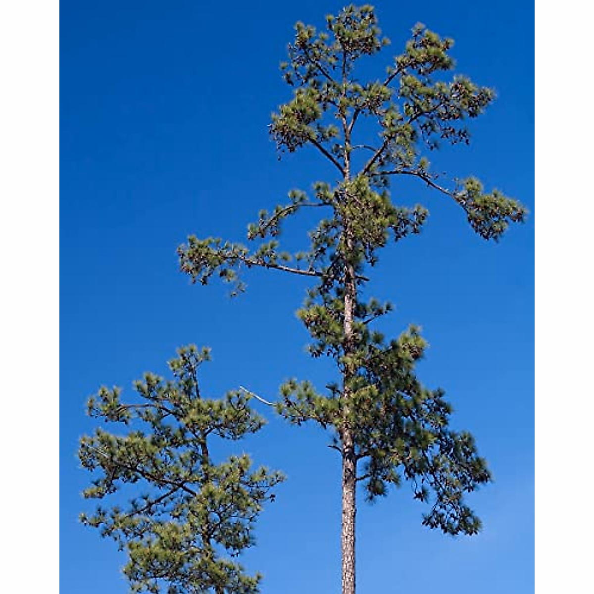 Loblolly Pine Tree | 3 Live Plants | Pinus Taeda | Fast Growing Stately Shade Tree