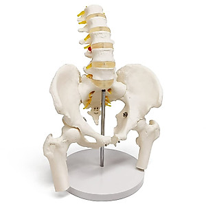 Evotech Male Pelvis Model with 5 Lumbar Spine, W/Removable Femur Head, Life Size Anatomy Medical Model for Science Education, Medical Demonstration Tool