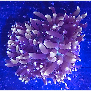 Live Saltwater Coral Frag - Golden Galaxea (Colony)