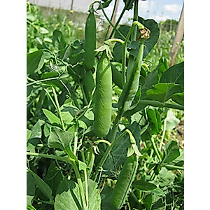120 Little Marvel Pea Seeds for Planting Heirloom Non GMO 1 Ounce of Seeds Garden Vegetable Bulk Survival Hominy