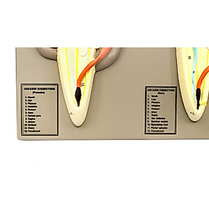 EISCO Ascaris Model, Male & Female - Enlarged, Dissection with Hand Painted Details - Mounted on Base, 14" x 13"