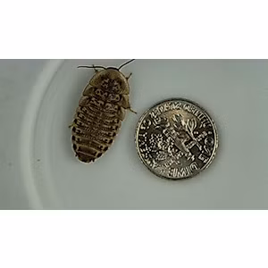 100 Medium Dubia Roaches by DBDPet | Live Arrival is Guaranteed