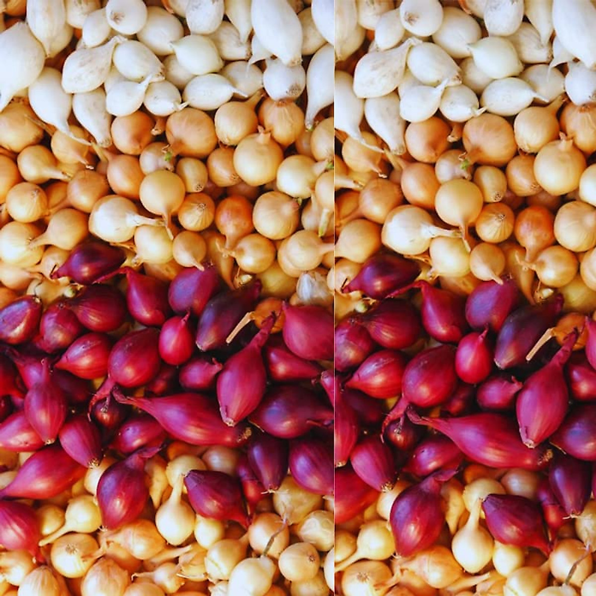 30 Mixed Onion Sets Yellow Onion Red White Onion Bulbs