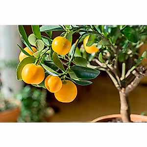 30pcs Lemon Tree Seeds for Planting, Non-GMO Heirloom and Organic, High Survival Rate Fruit for Home Garden