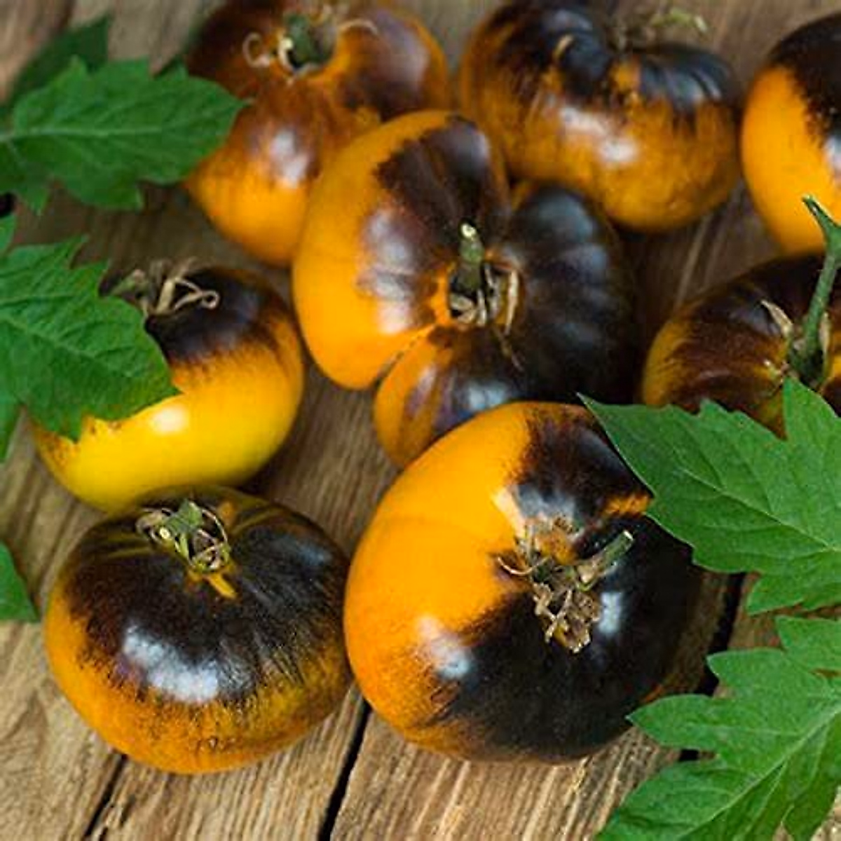 CHUXAY GARDEN Lucid Gem Tomato Seed 10 Seeds Blood Fruit Small Shrub Edible Cook Fruit Great Vegetable Gardening Gifts