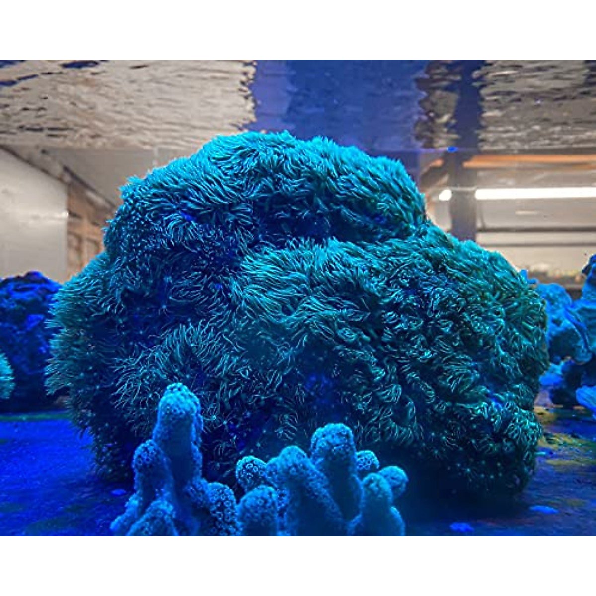 Live Coral Frag Green Star Polyp 1 inch - WWC Long Polyp/Beginner Marine Coral Reef for Saltwater Aquarium