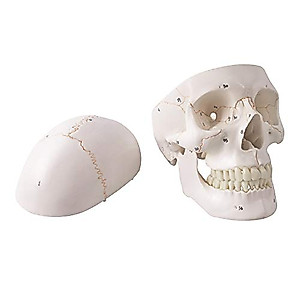 Generies 2021 Newest Design Human Skull Anatomical Model,with Painted Sutures 54 Pcs Labeled Numbered Skull Models for Medical Students,Human Brain Model for Kids Drawing Anatomy