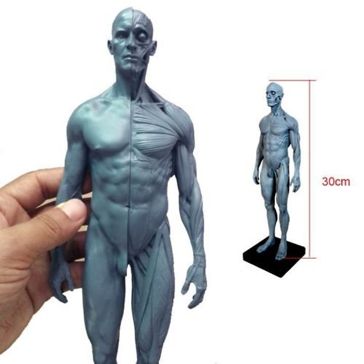 Doc.Royal 30cm Height Human Anatomical Anatomy Skull Head Body Model Muscle Bone