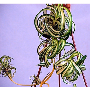 Bonnie Curly Spider Plant - Easy - Cleans the Air - 4" Pot - Grown by Hirt's Gardens