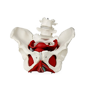 Jackson Global JS00024 Female Pelvis with Organs | Removable Organs Include Uterus, Colon and Bladder | Includes Detailed Instruction Manual