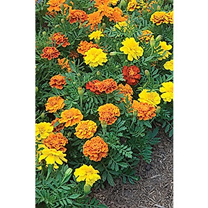 Burpee Happy Days Mix Marigold Seeds 150 seeds