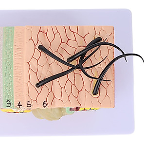 35x Enlarged Anatomical Skin Model for Cosmetology Study 3D Teaching Aids with Labeled Diagram Skin Model Ultrassist Skin Anatomy Model Teaching Tool for Science Study