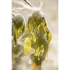 Posterazzi Green Leaves Covered With Snow And Ice Thunder Bay Ontario Canada Poster Print, (13 x 19)
