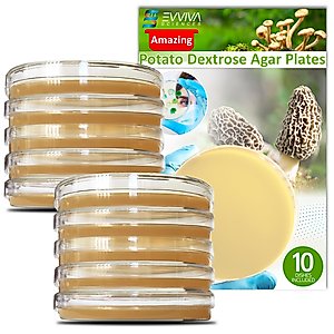 Evviva Sciences Potato Dextrose Agar Petri Dishes - Prepoured Potato Dextrose Agar (PDA) - for Mushrooms, Home Test Kit, or for Science Fair Projects, Petri Dishes with Agar