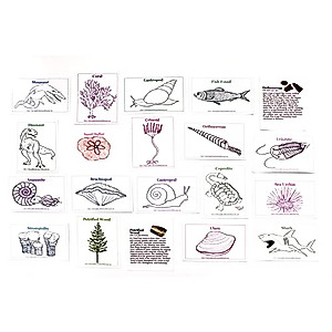 DANCING BEAR Fossil Collection Set, 20 Real Premium Specimens: Trilobite, Ammonite, Fish Fossil, Shark Tooth, Petrified Wood, Dinosaur Bone, Fossil Book, Time Scale, ID Cards, STEM Science Kit