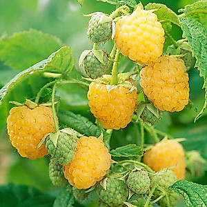 2 Yellow Raspberry Plants, Fall Gold Raspberries Bushes, from 4 Inc Ornaments Perennial Garden Simple to Grow Pot