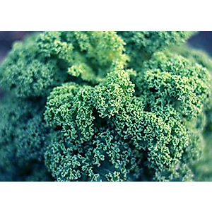 Dwarf Siberian Kale Seeds for Planting, 500+ Heirloom Seeds Per Packet, (Isla's Garden Seeds), Non GMO Seeds, Botanical Name: Brassica oleracea, Great Home Garden Gift