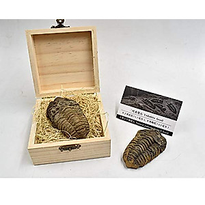 Large Authentic Arthropod Real Trilobite Fossil Come 450 Million Years ago for Collections and Education