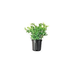 San Jose Juniper | 2 Live Gallon Size Plants | Juniperus Chinensis | Bonsai Drought Tolerant Cold Hardy Evergreen Groundcover