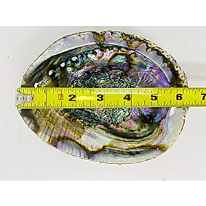 Bholi Sage Plus Sage Smudge Kit Abalone Shell Bowl 6-7 Inches Used for Burning Sage, Home Decor or Accent Piece