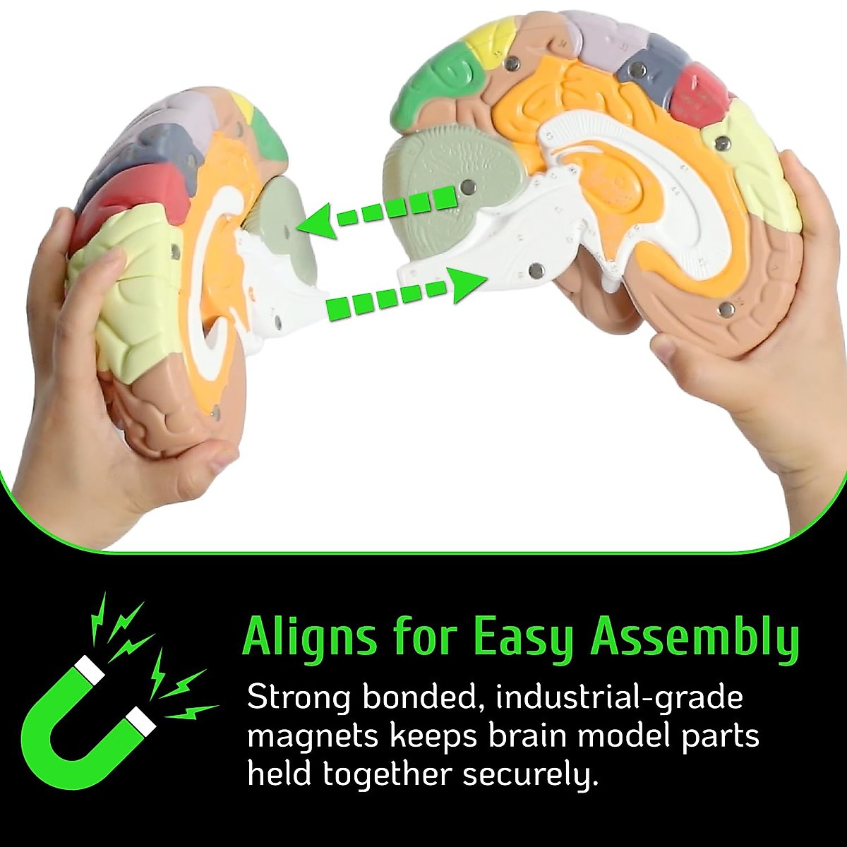 Geekidoc Human Brain Model with Laser-Engraved Numbers and Labeling | Includes Sturdy Metal Stand, Lightweight Carrying Case and Magnetic Dissections | 2x Life-size Human Brain Anatomy Model