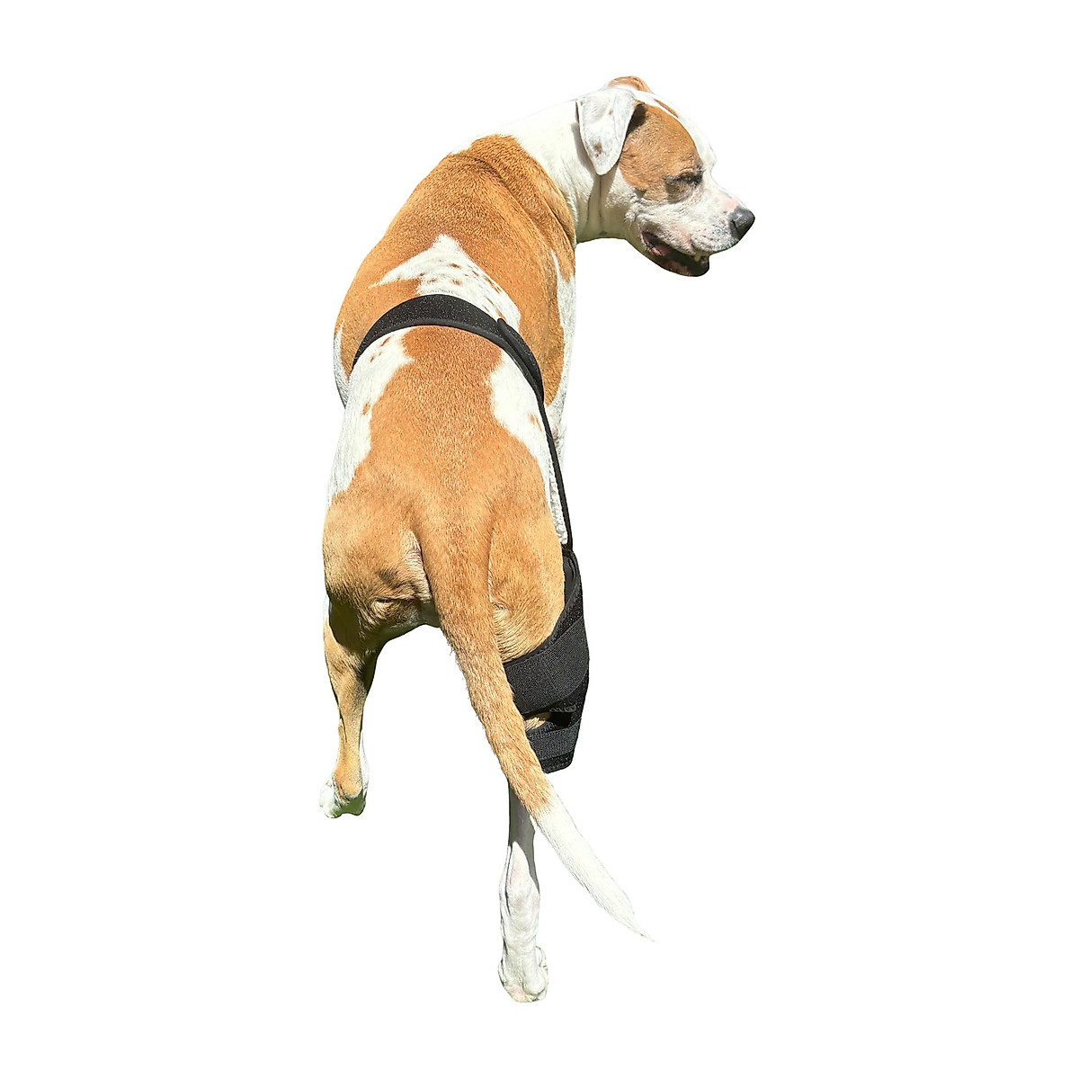 Labra Dog Canine K9 Hot Cold Ice Heat Therapy Knee Wrap for ACL MCL CCL Patella Injuries Sprain Strain Arthritis Senior Dog