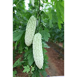 VAACNEE 15pcs White Pearl Bitter Melon Seeds Rare Vegetable Bitter Gourd Calabash