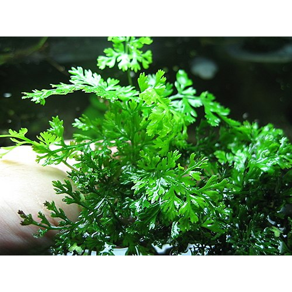 African Fern - Bolbitis Baby Leaf Fern in 2" Pot | Freshwater Aquarium Plant